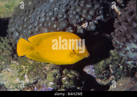 Mimic Surgeonfish, Acanthurus pyroferus, Acanthuridae Stock Photo - Alamy
