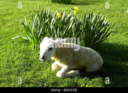 The one year old lamb Stock Photo - Alamy
