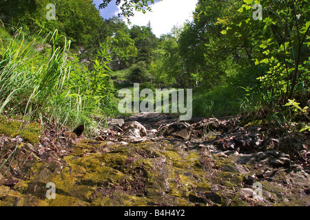 A stream flowing through a forest in Nelson lakes National park in ...