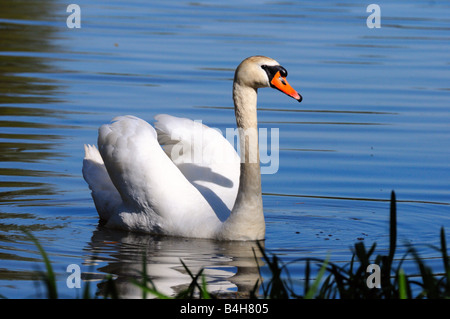 Close up of swan swimming in lake Stock Photo - Alamy