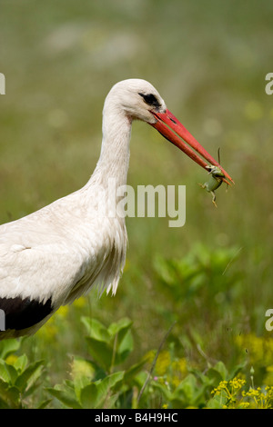 Hungary, white storks (Ciconia ciconia) in a nest on a telegraph pole ...