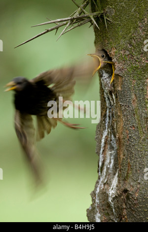 A selective focus shot of a starling bird perched on a tree branch ...