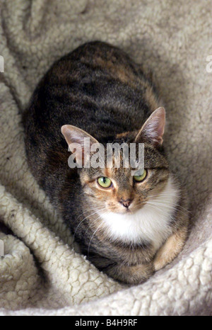 Assisi Animal Shelter In Bangor Northern Ireland Feb 2001 Perfect for ...