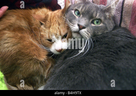 Assisi Animal Shelter In Bangor Northern Ireland Feb 2001 Perfect for ...