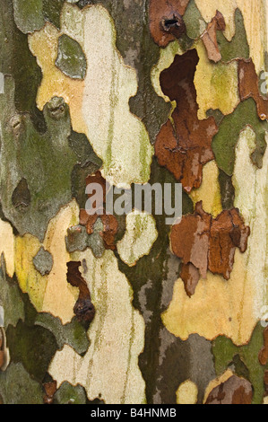 Sycamore tree peeling its' bark Stock Photo - Alamy