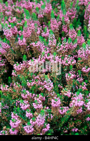 Heather. Erica Vagans - Mrs. D. F. Maxwell Stock Photo - Alamy