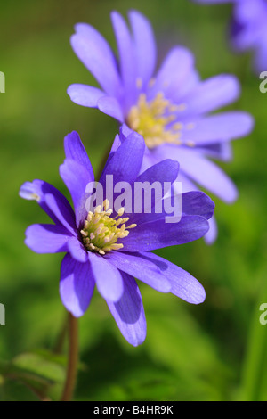 Blue Anemone in bloom (Anemone apennina), Pollino National Park ...