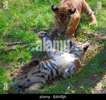 tiger cubs playing Stock Photo - Alamy