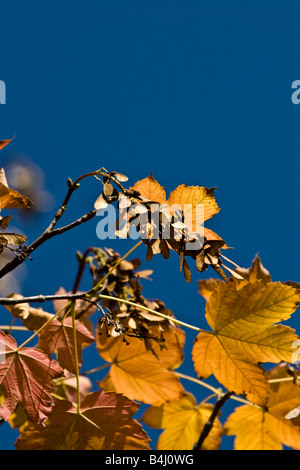Beautiful Maple Tree Samara Stock Photo - Alamy