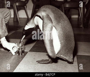 Penguin drinking beer from a pint glass December 1965 Stock Photo - Alamy
