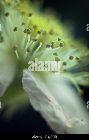wild thorn bramble bush in countryside Stock Photo - Alamy