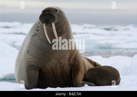 A Walrus Mother & calf clinging to a small Iceberg as the ice flow ...