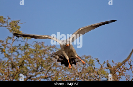 Pale chanting goshawk is flying, etosha nationalpark, namibia ...