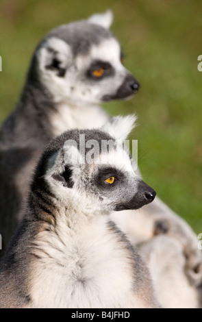 Pair of captive Ring Tailed Lemurs grooming in a tree perch Stock Photo ...