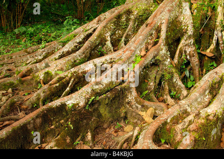 Roots of a rainforest tree, Amazon rainforest, Amazon basin, Brazil ...