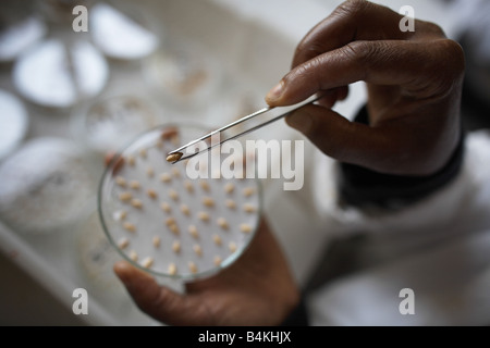 Seed germination testing Stock Photo - Alamy