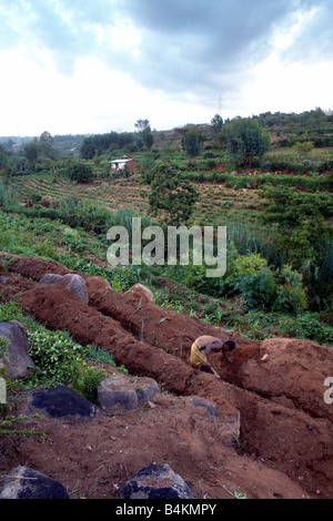 Khat farmer planting shoots in Harar, Ethiopia Stock Photo - Alamy