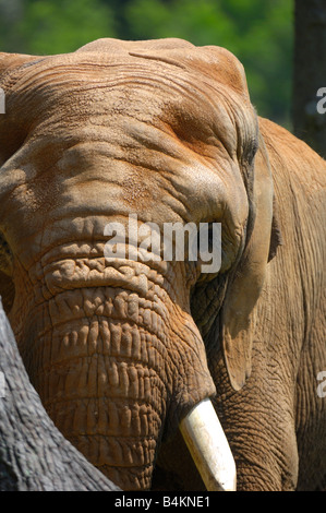 African elephant behind a tree Stock Photo - Alamy