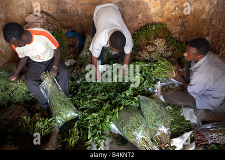 Fresh khat in the town of Awodaye, Ethiopia Stock Photo - Alamy