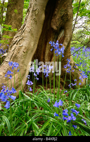 Bluebells in green field Typical springtime scene in English woodland ...