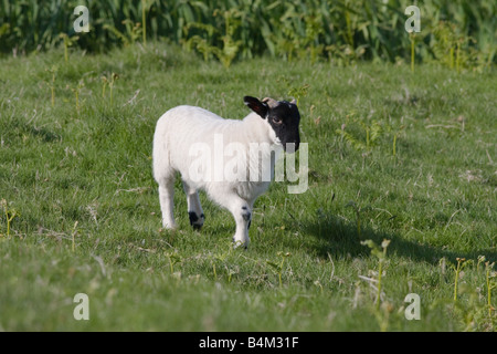 Spring lamb, Scotland Stock Photo - Alamy