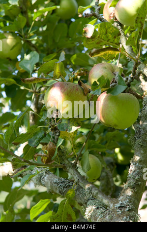Apple 'Howgate Wonder', apples, growing on tree, malus domestica, fruit ...