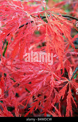 Acer Palmatum Inaba Shidare Japanese Maple Stock Photo - Alamy
