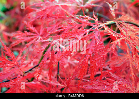 Acer Palmatum Dissectum 'Inaba shidare' in autumn. Japanese maple in ...