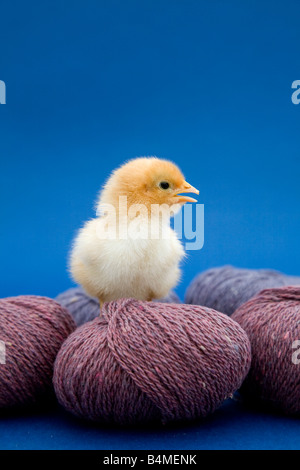 young chick with balls of wool Stock Photo - Alamy