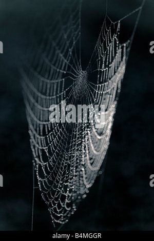 Close up of an empty cobweb Stock Photo - Alamy