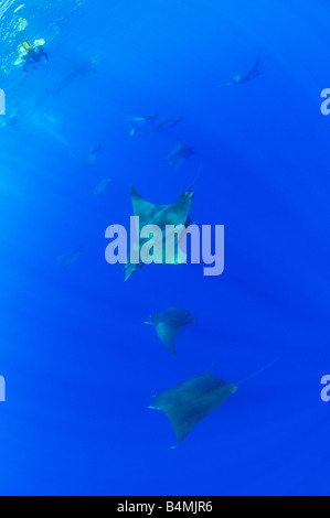 Chilean devil Rays (Mobula tarapacana), Azores, Portugal, Atlantic ...