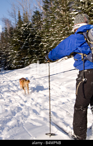 A skijorer skis with her dog in Michigan s Upper Peninsula Stock Photo ...