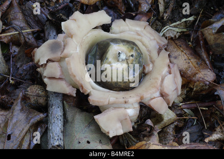 Common Earthstar fungi Geastrum triplex fruiting body, Potteric Carr ...