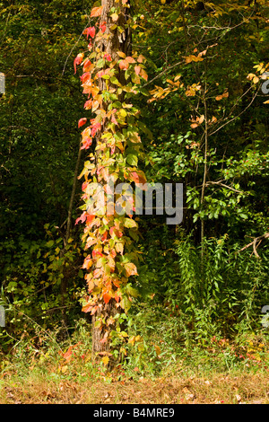 Poison Ivy in Fall colors with reflections in the water. A Florida ...