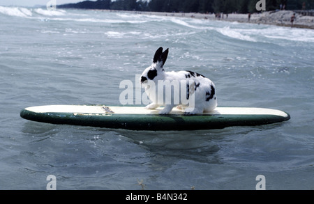 Hazel the surfing rabbit on a surfboard in the sea June 1981 Stock ...