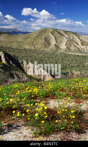 Spring desert wildflowers near Borrego Springs, California, USA Stock ...
