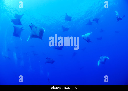 Chilean devil Rays (Mobula tarapacana), Azores, Portugal, Atlantic ...