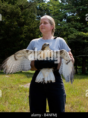Red Tailed hawk in the wild Stock Photo - Alamy