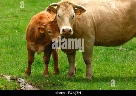 A mother cow with her calf. This is a Aubrac cow breed in the mountain ...