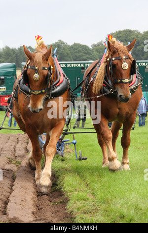 Suffolk Punches ploughing Stock Photo - Alamy