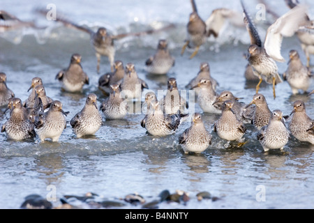 Rock Sandpiper Calidris ptilocnemis Homer Alaska United States 25 ...