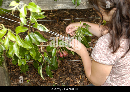Tying in fan trained Pear tree Stock Photo - Alamy