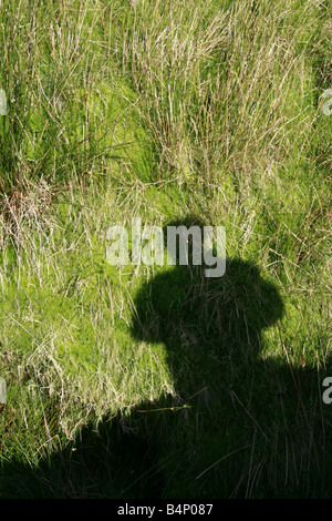 one man's shadow in field in countryside Stock Photo - Alamy
