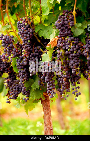 Purple grapes growing on vine in bright sunshine Stock Photo - Alamy