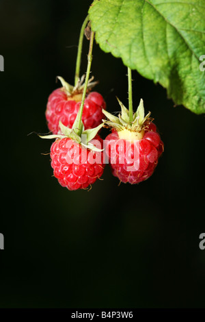 Branches of ripe red juicy raspberry in raspberry self-picking ...