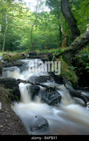Trevaylor woods Penzance Cornwall UK. Beautiful woodland in west ...