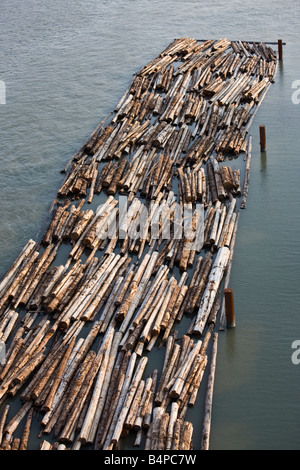 logs floating in Fraser river, New Westminster, British Columbia ...