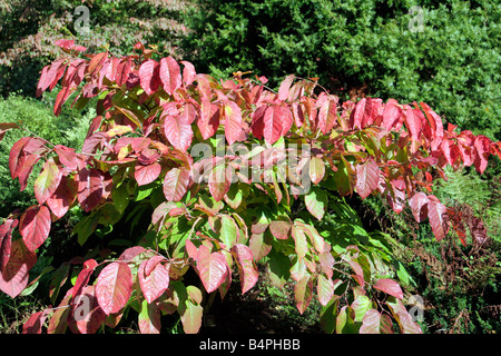 Sapium japonicum Sapium japonicum Stock Photo - Alamy