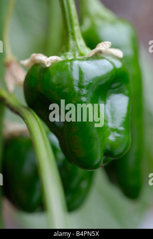 Sweet red pepper - Long Red Marconi in a local market in Bucharest ...