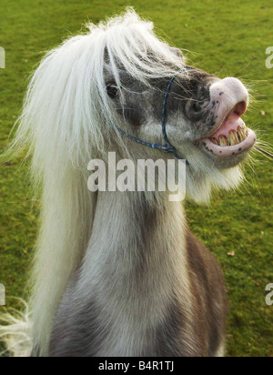 Shetland Pony smiles for the camera Stock Photo - Alamy